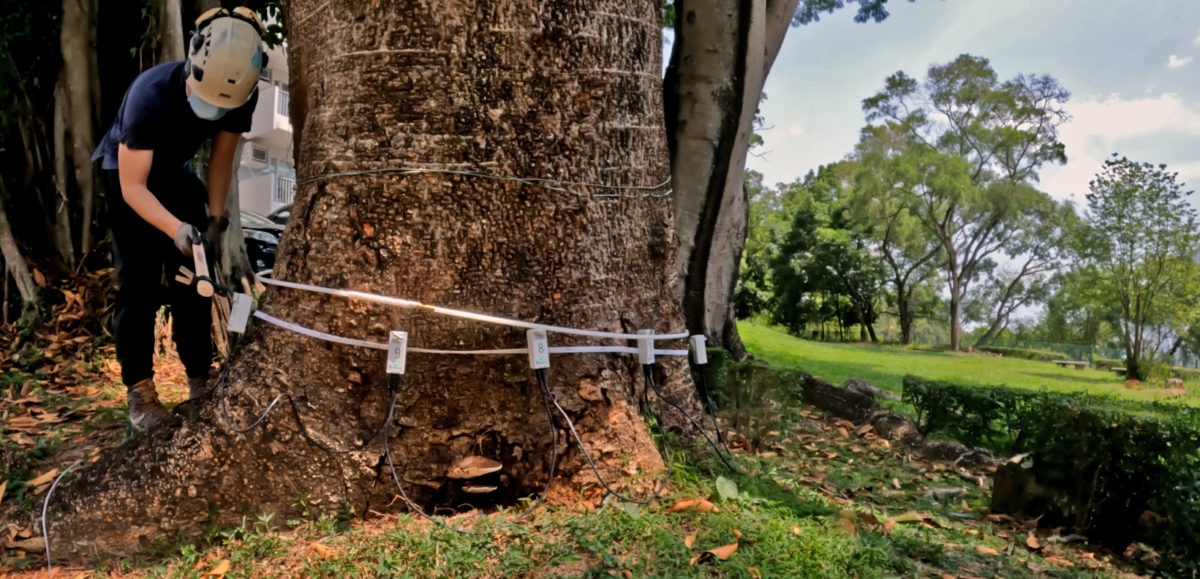 Resistograph R650-EA (Standard, Temperate Trees & Timber Inspection ...