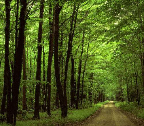 Resistograph R650-EA (Standard, Temperate Trees & Timber Inspection ...