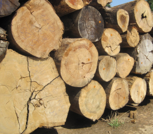 Resistograph R650-SC (Scientific, High Resolution, Tree & Timber ...